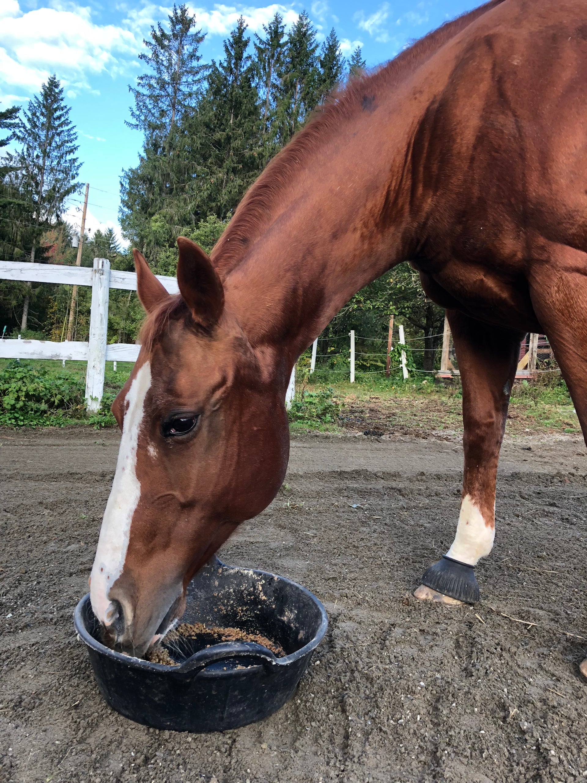 Avoiding Digestive Disturbances – Custom Equine Nutrition Avoiding Digestive Disturbances – Custom Equine Nutrition