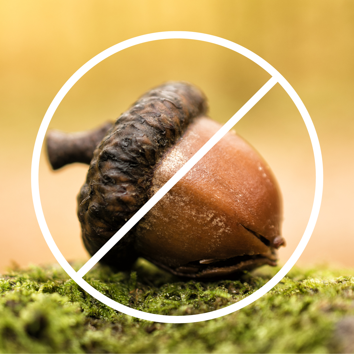Equine Acorn Toxicity – Custom Equine Nutrition