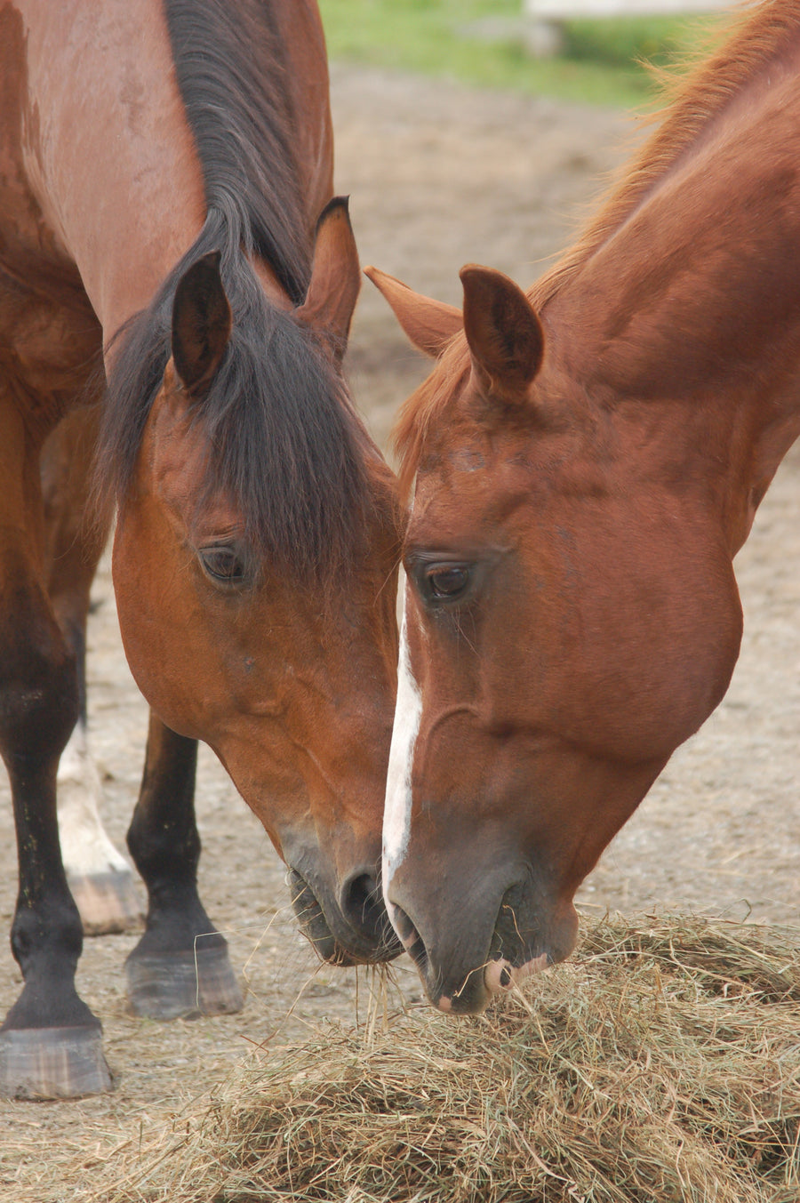 Vermont Blend Forage Balancer And Hoof Supplement Pellets 0001VTBPpellets