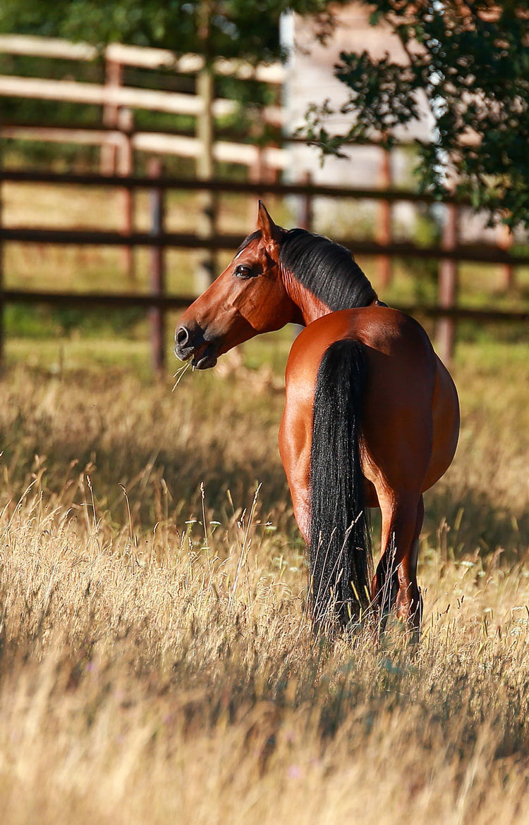 Vermont Blend PRO – Custom Equine Nutrition